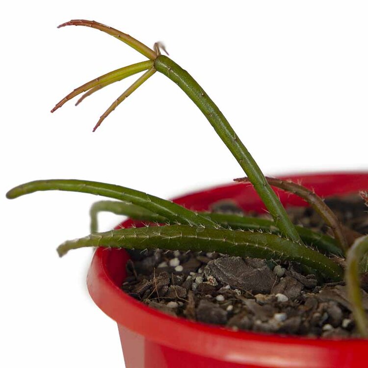 Rhipsalis Red Coral – Succulents World