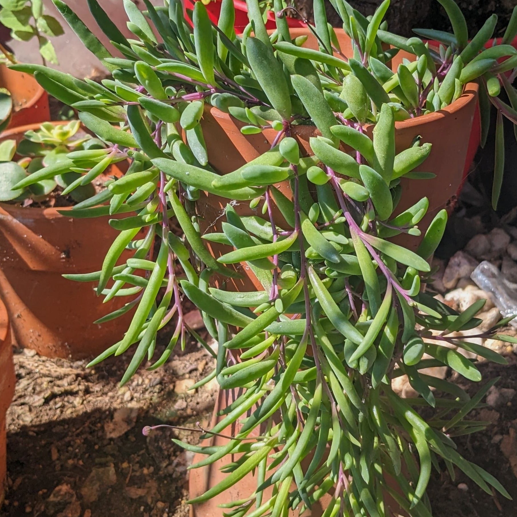 Ruby Necklace-Othonna Capensis – Succulents World
