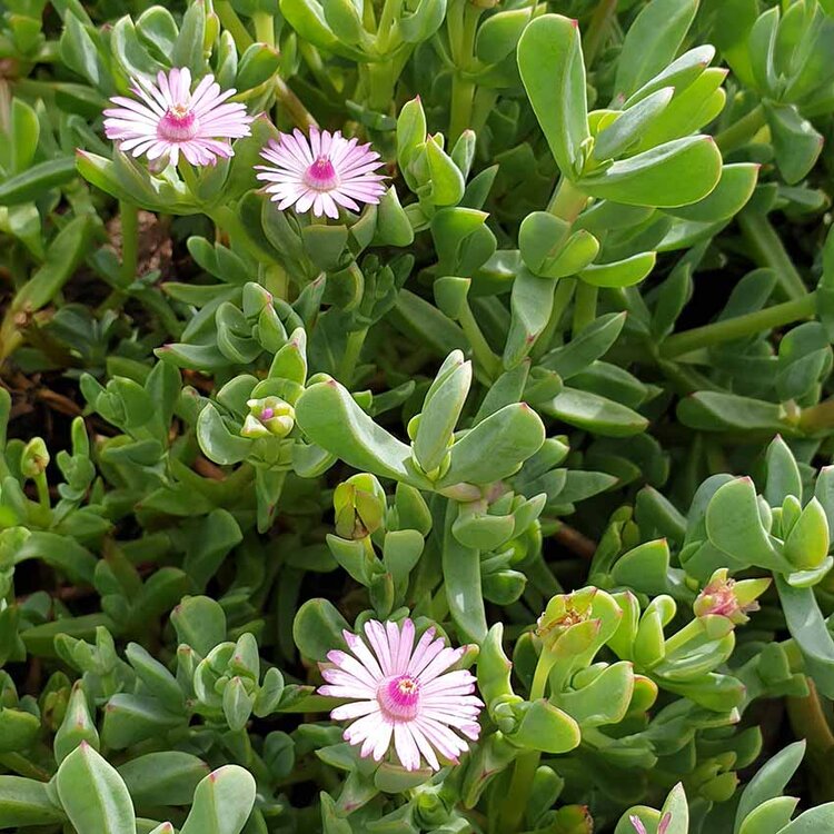 Ruschia Maxima – Succulents World