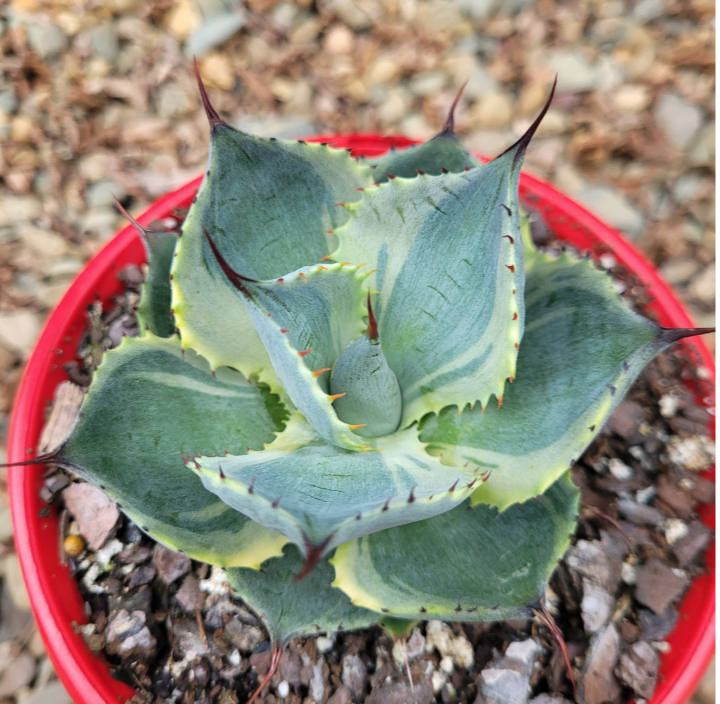 Agave Trade Winds – Succulents World