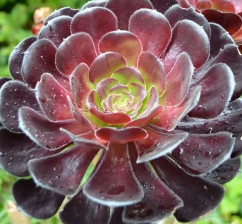 Aeonium 'Atropurpureum' (Purple Aeonium) – Succulents World