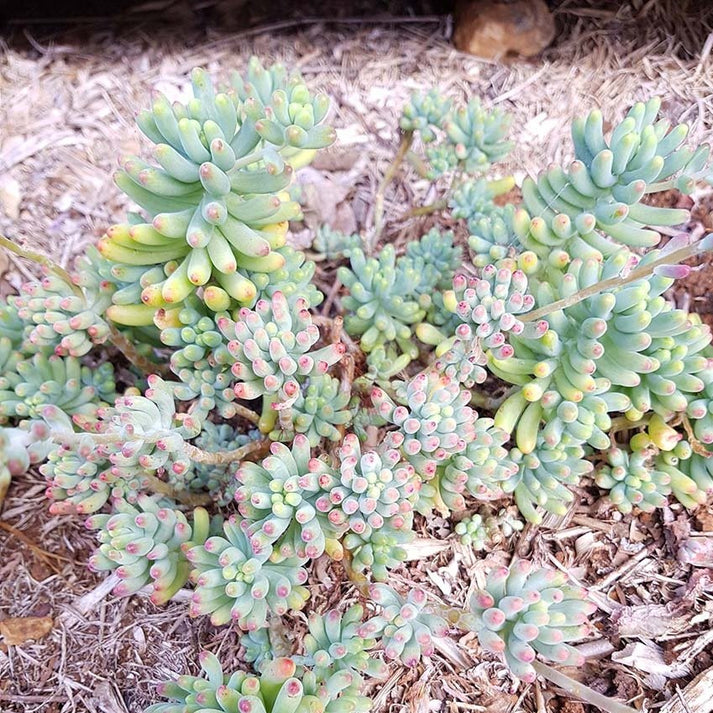 Sedum Pachyphyllum Silver Jelly Bean - Cutting – Succulents World