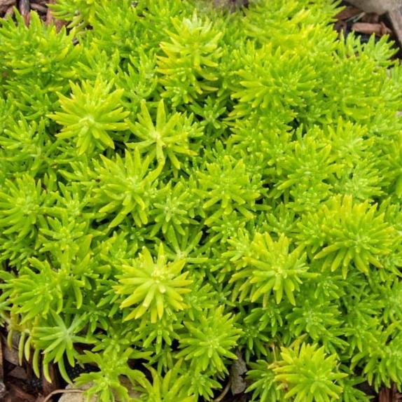Sedum ‘Angelina Gold Mound’ | Vibrant Golden Groundcover Succulent ...