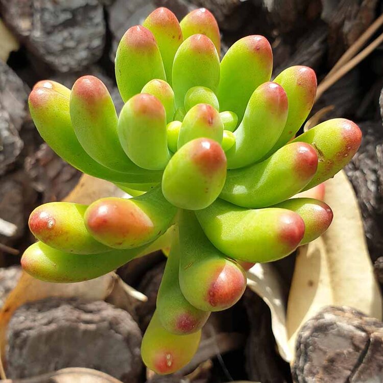 Sedum Jaspa – Succulents World