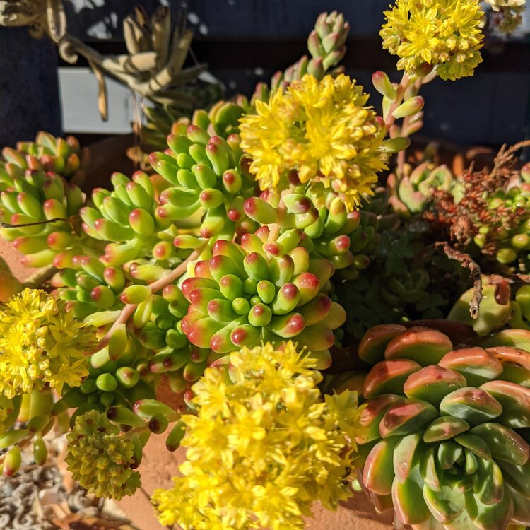 Sedum Jaspa – Succulents World