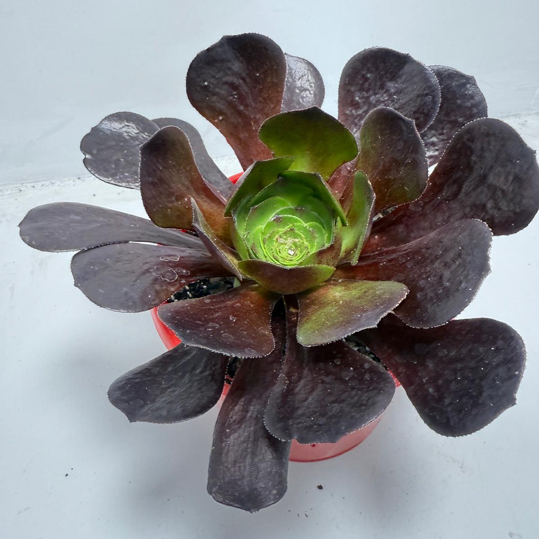 Aeonium – Succulents World