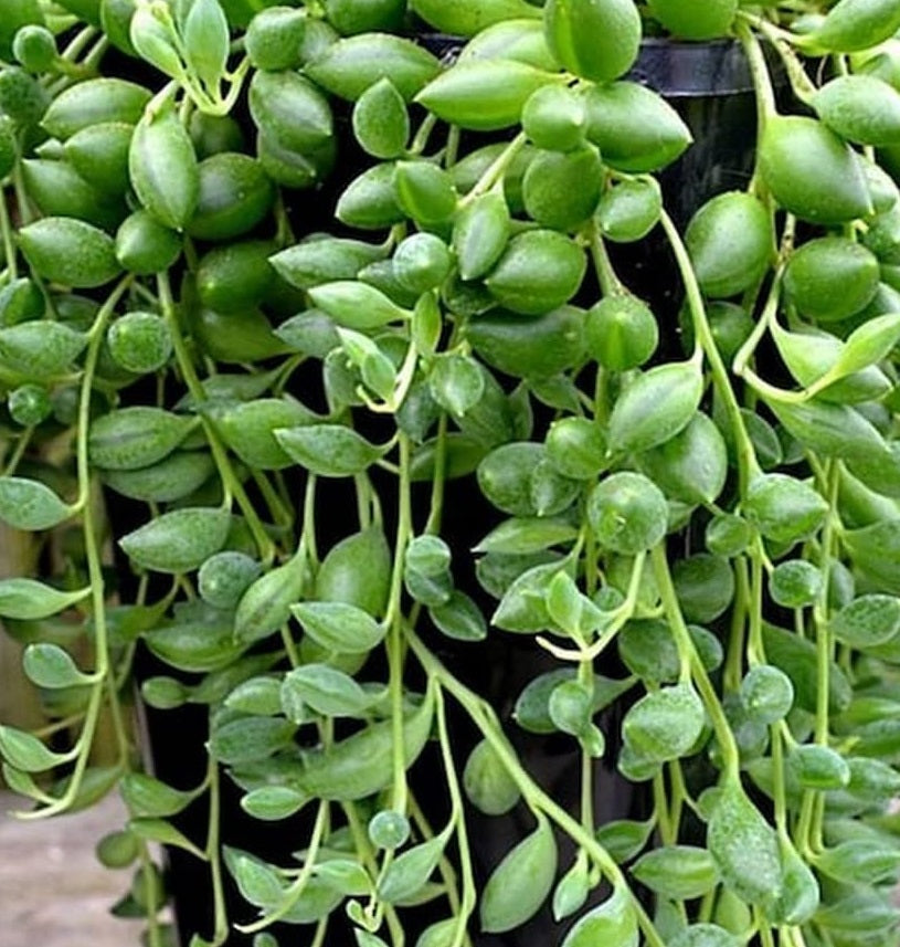Senecio ‘String of Tears’ – Trailing Succulent for Hanging Pots ...
