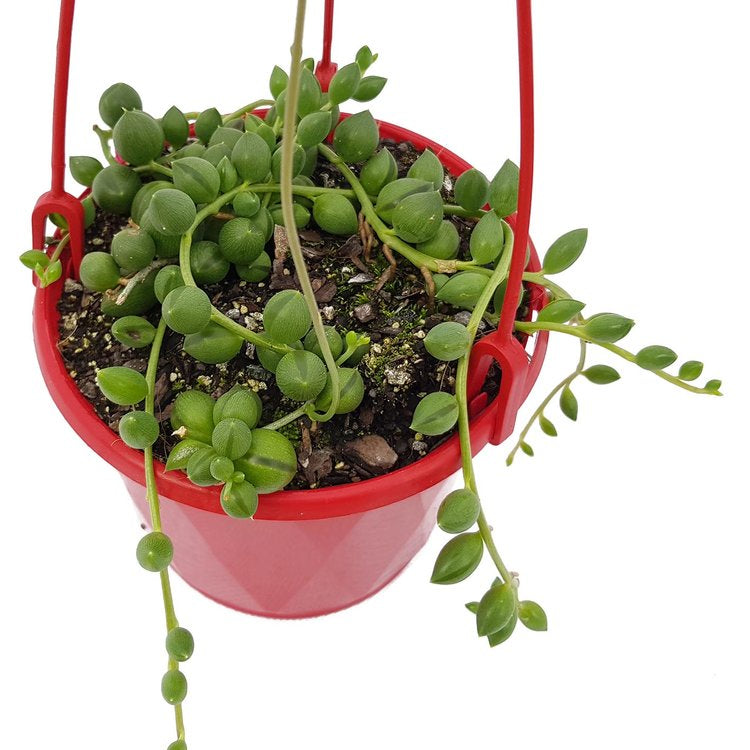 String of Lanterns Senecio – Stunning Trailing Succulent • Shop Now ...