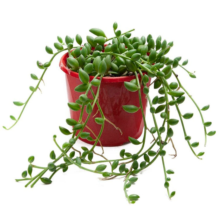 Senecio Herreianus- String of Watermelons – Succulents World