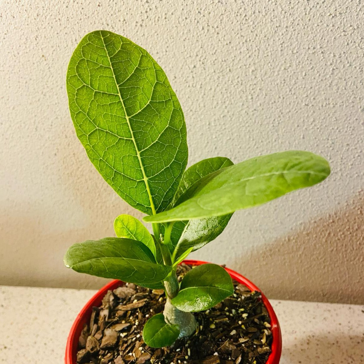 Fockea Multiflora – Succulents World