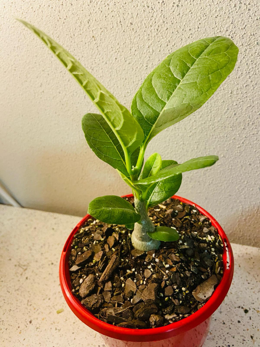 Fockea Multiflora – Succulents World