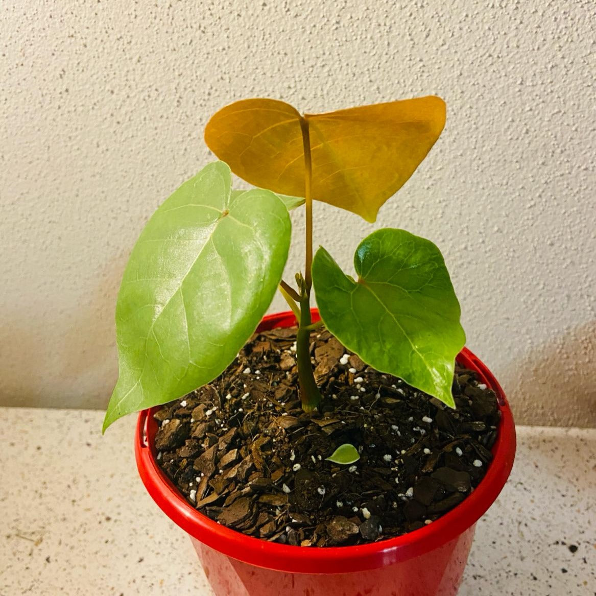 Bombax Ellipticum – Succulents World