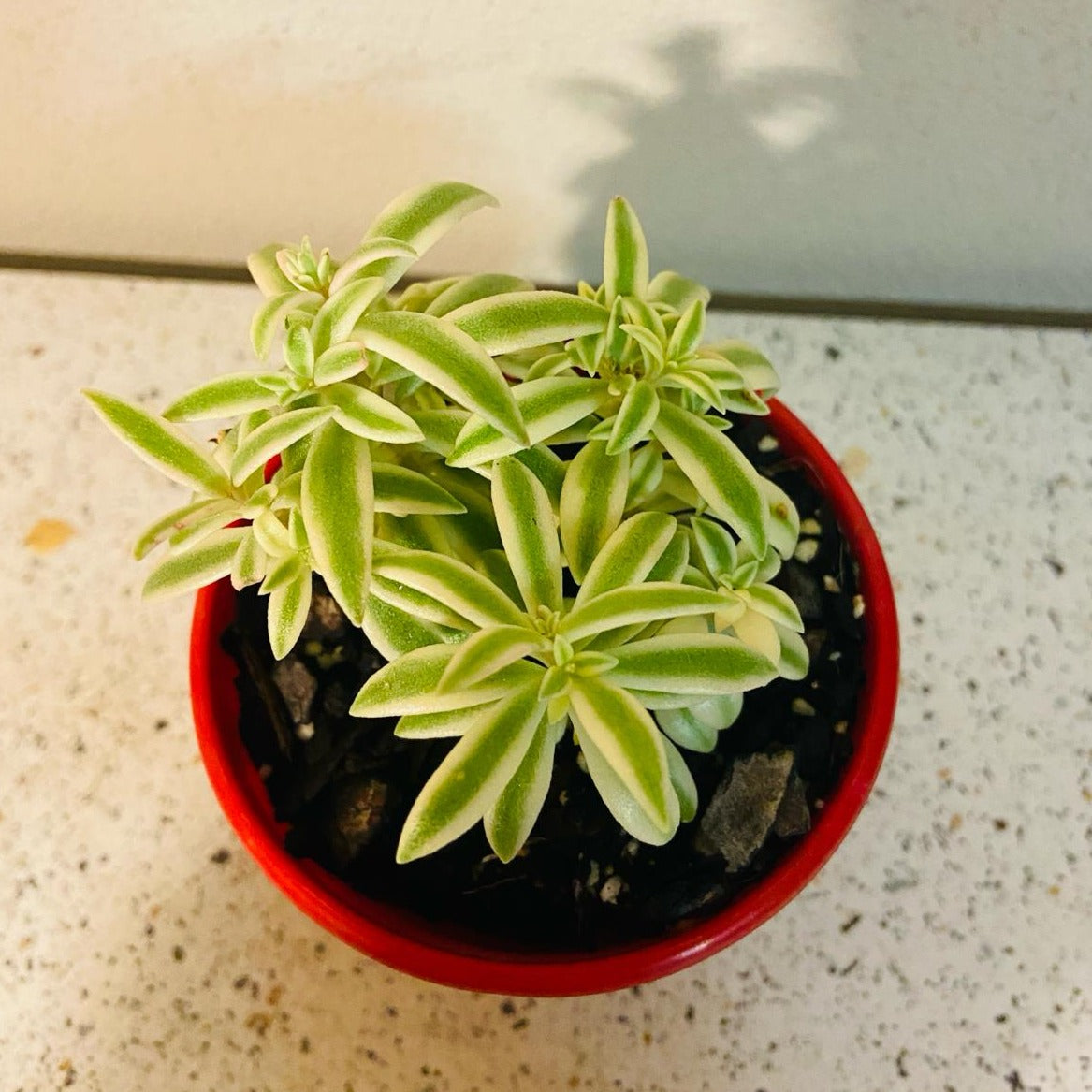 Sedum Variegata Lineare – Succulents World