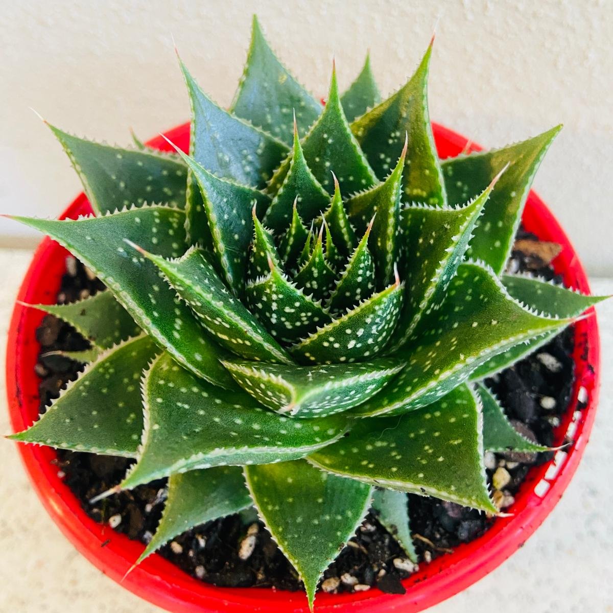 Aloe Ami 130mm – Succulents World