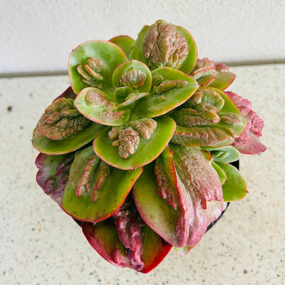 Echeveria Baron Bold 130mm – Succulents World