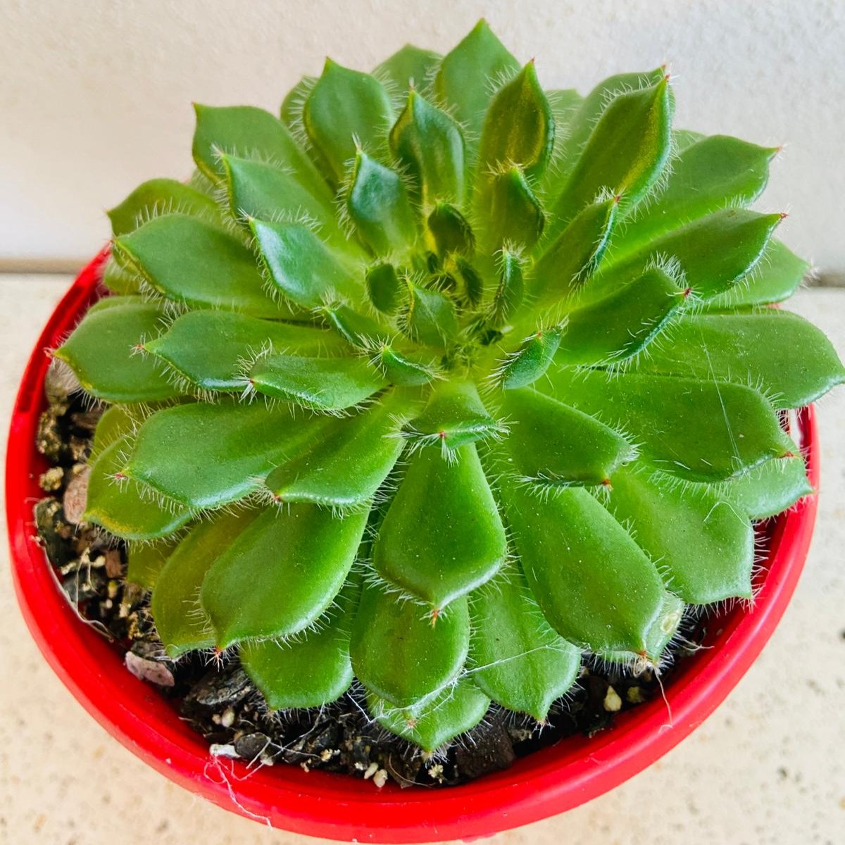 Echeveria Setosa v Ciliata – Succulents World
