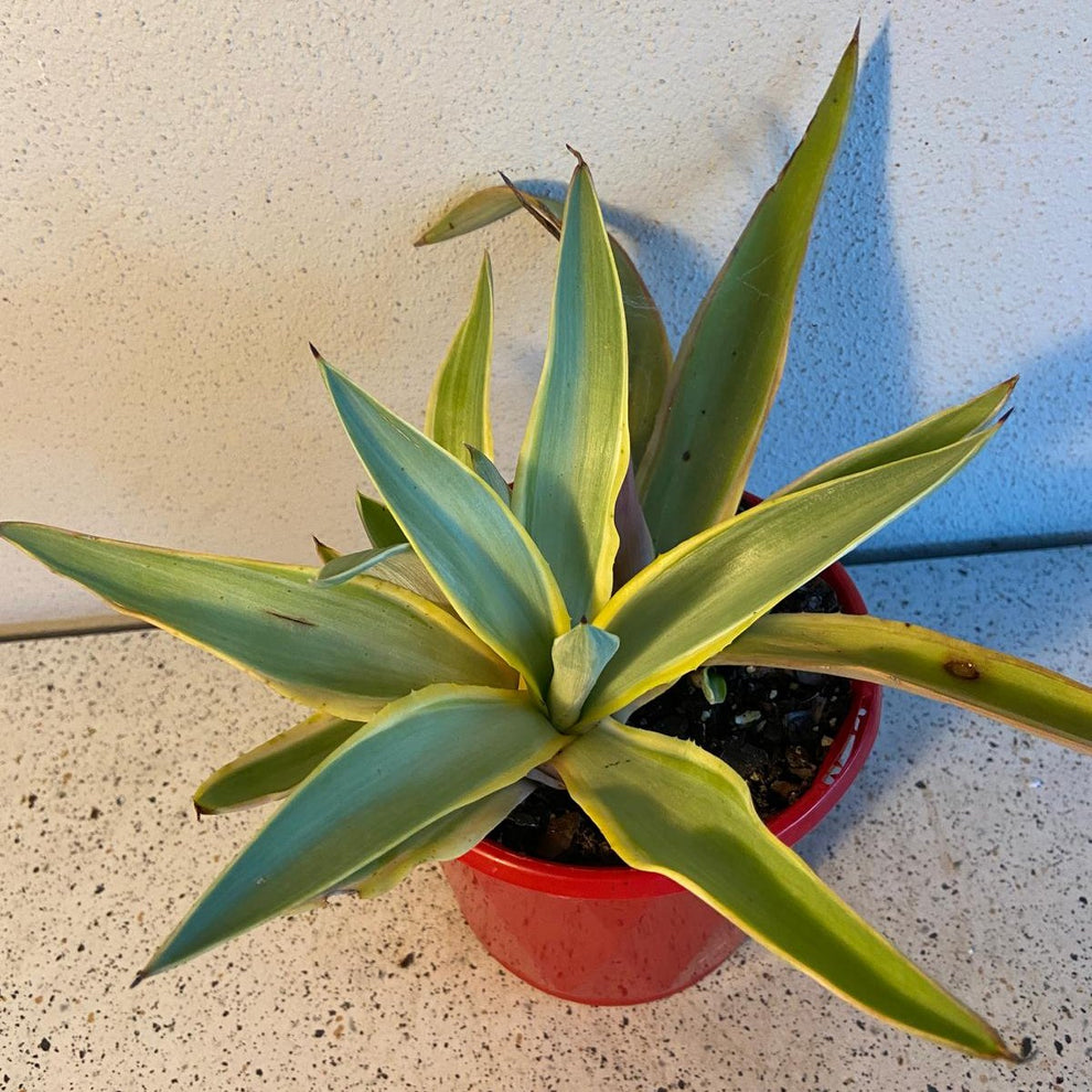 Agave Galactic Traveller – Succulents World