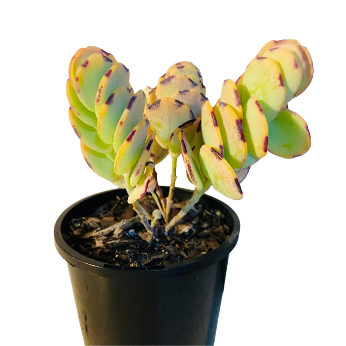 Kalanchoe Marnieriana 'Coral' 130mm – Succulents World