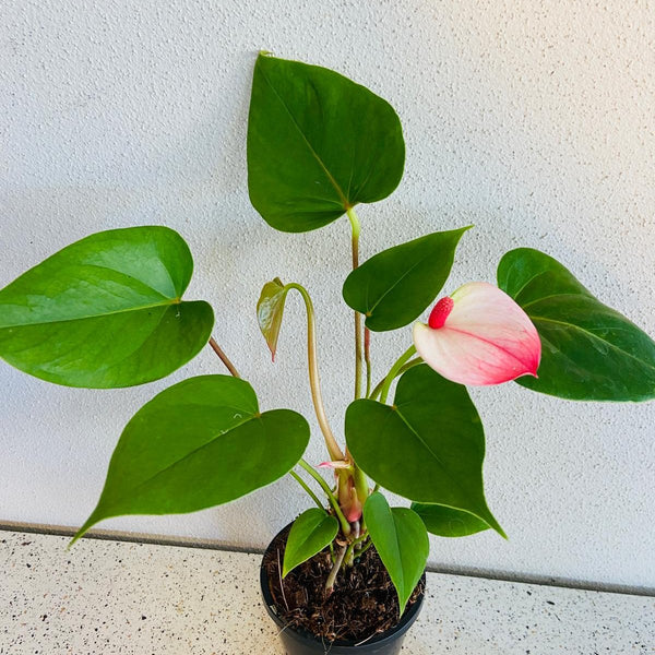 Anthurium Princess Amalia Elegance 100mm pot size plant- with pot ...