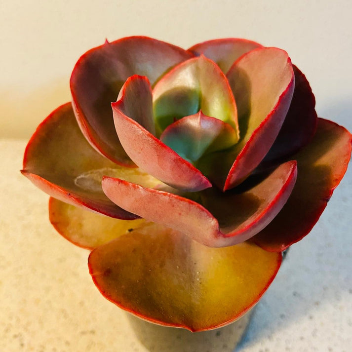 Echeveria Big Red 130mm – Succulents World
