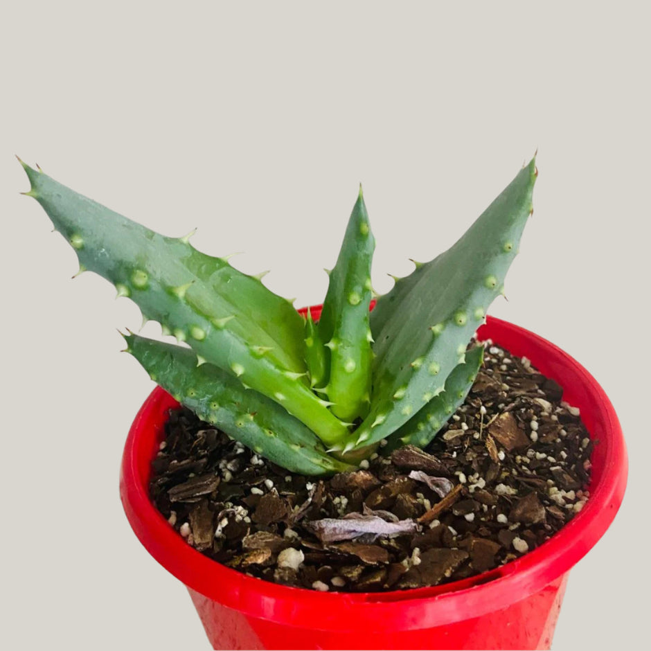 Aloe – Succulents World