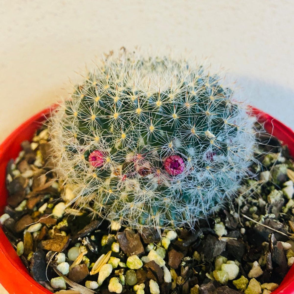 Cacti - Mammillaria Hahniana - Old Lady Cactus – Succulents World
