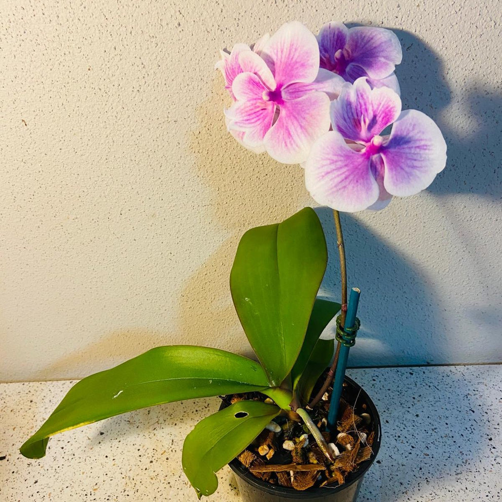 Phal. Tying Shin Rose Parade #60 – Succulents World
