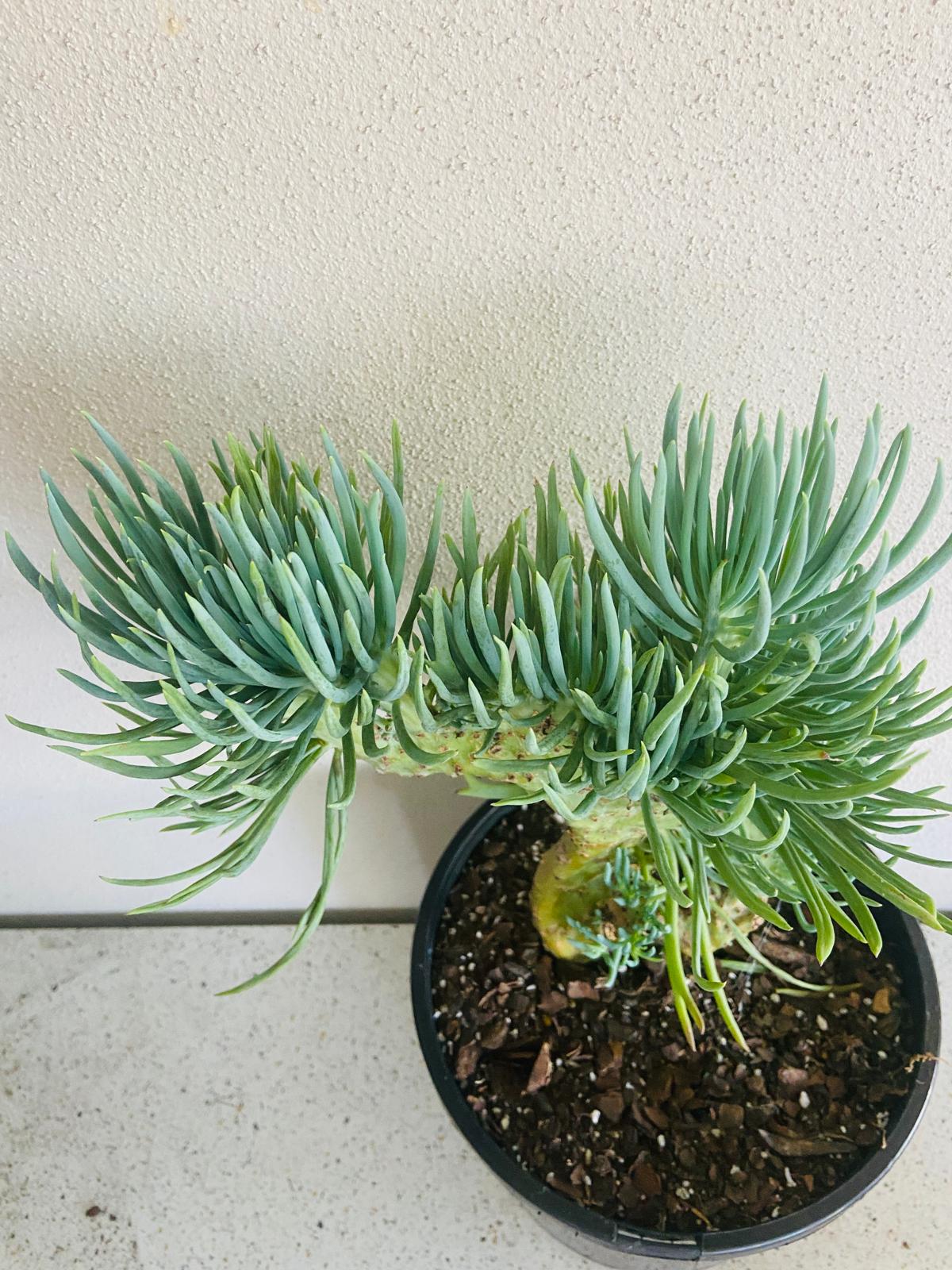 Mermaid Tail : Crested Senecio Talinoides - Narrow Leaf Chalk Stick #1 ...
