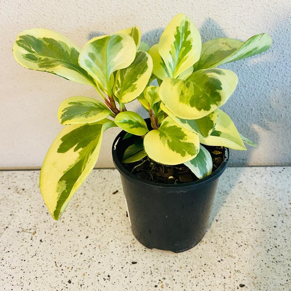 Peperomia Variegated 130mm – Succulents World