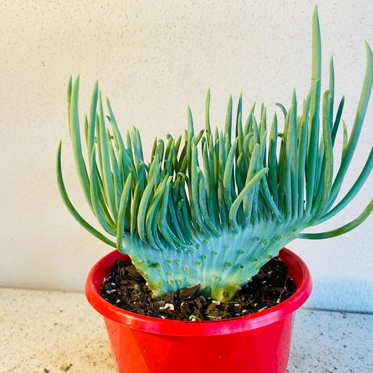 Mermaid Tail : Crested Senecio Talinoides - Narrow Leaf Chalk Stick #1 ...