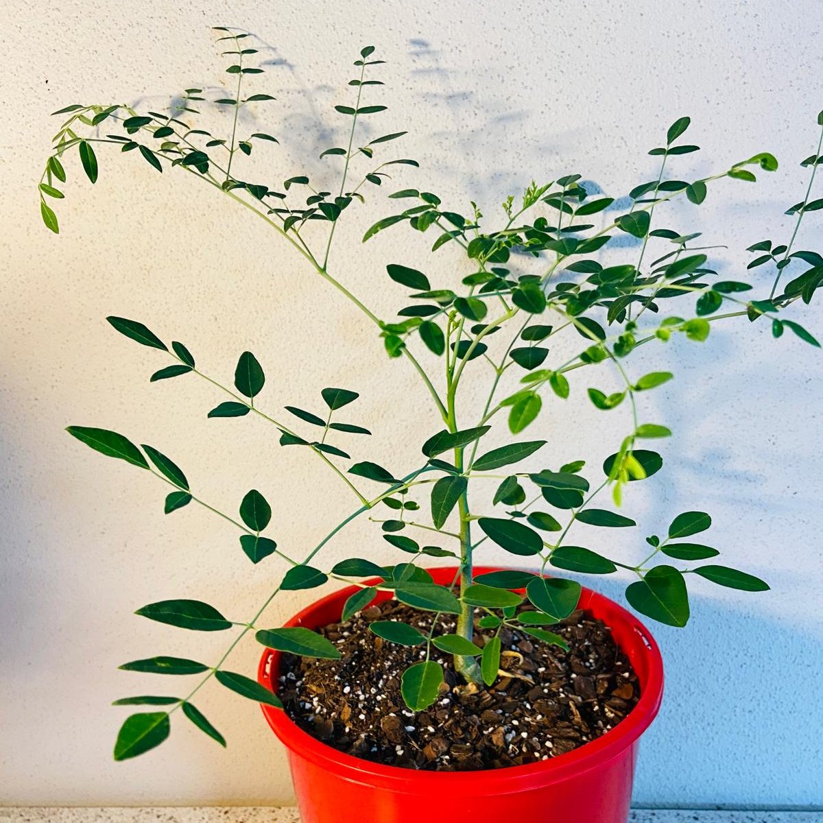 Moringa Drouhardii - Madagascan Bottle Tree – Succulents World