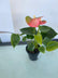 Anthurium Emma 100mm pot size plant- with pot – Succulents World