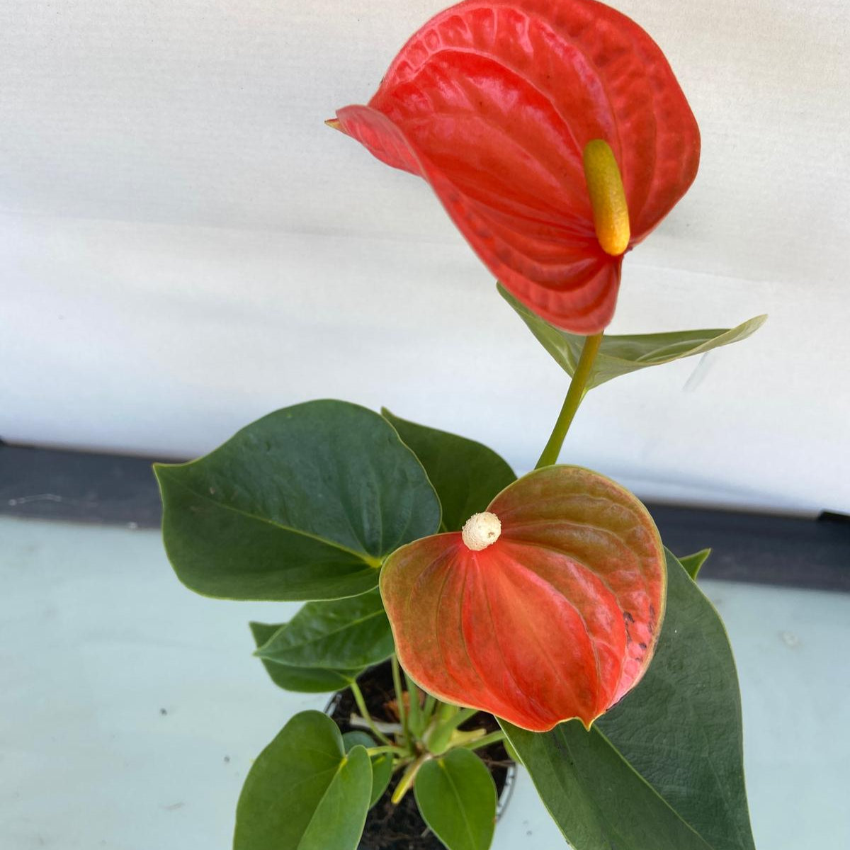 Anthurium Princess Amalia Orange 190mm – Succulents World