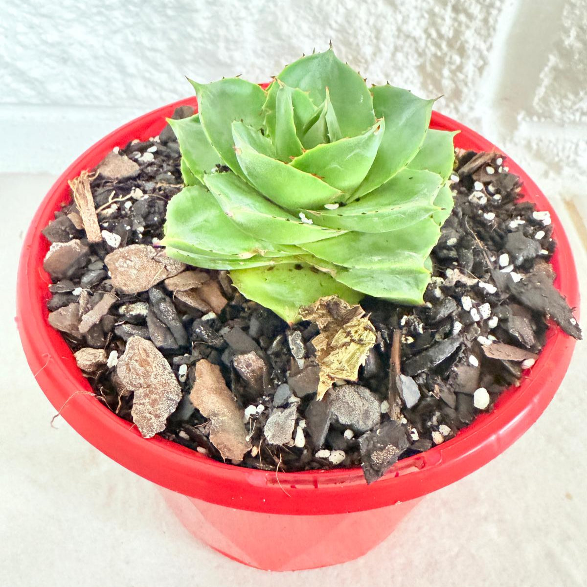 Agave Pixie Rose 130mm – Buy in Bulk | Unique Succulent Plant ...