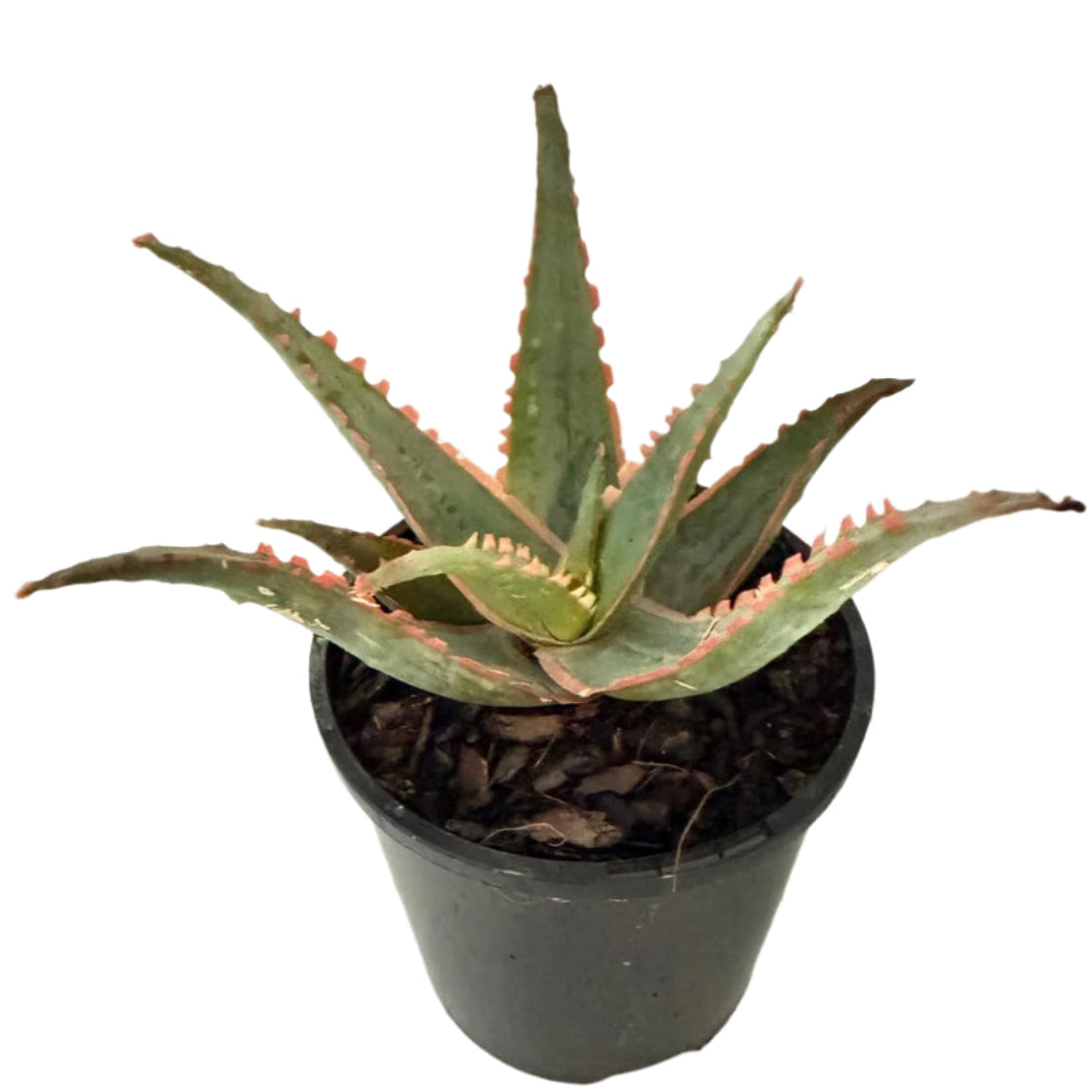 Aloe Orange Glow-130mm – Succulents World