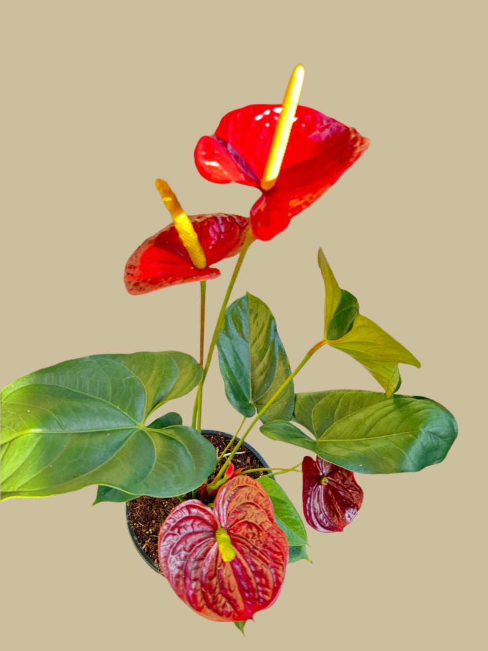 Anthurium Red Victory 190mm – Succulents World