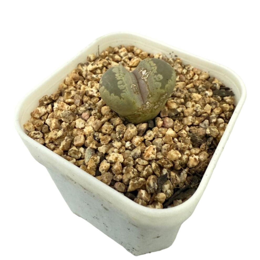 Lithop Otzeniana 60mm - With pot – Succulents World
