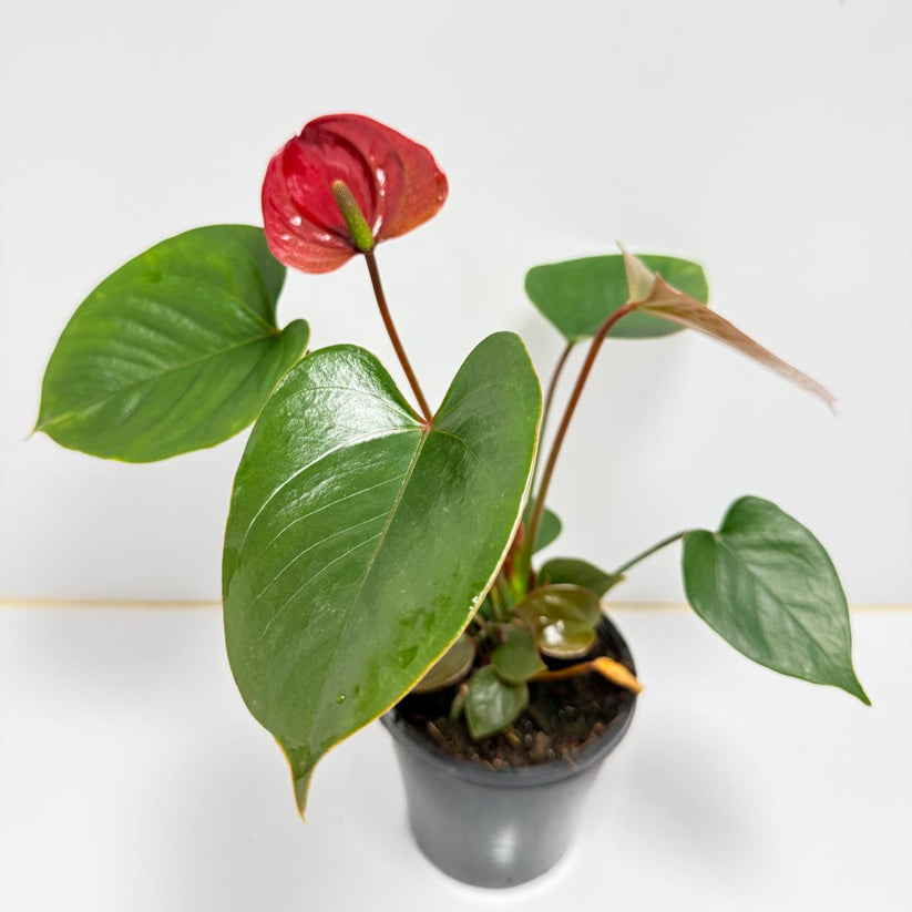 Anthurium pacifica 100mm with pot – Succulents World
