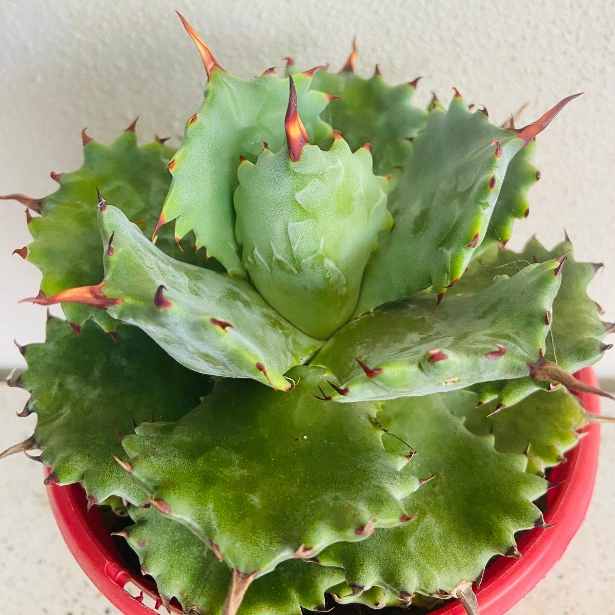 Agave Isthmensis Dwarf Butterfly Agave – Succulents World