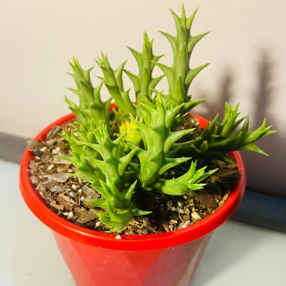 Orbea Semota v Lutea – Succulents World