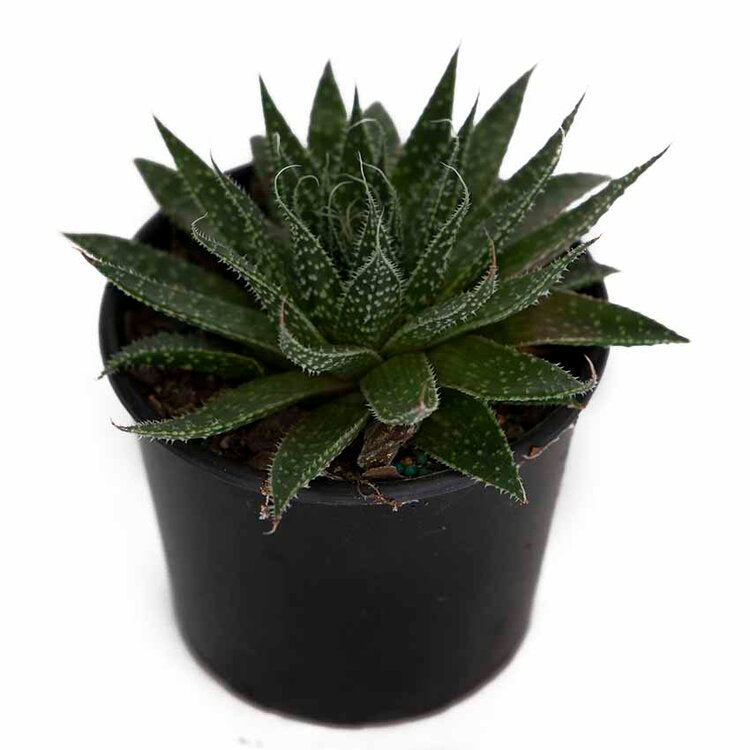 Aloe Hybrid Aristata- Lace Aloe – Succulents World