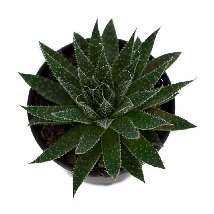 Aloe Hybrid Aristata- Lace Aloe – Succulents World