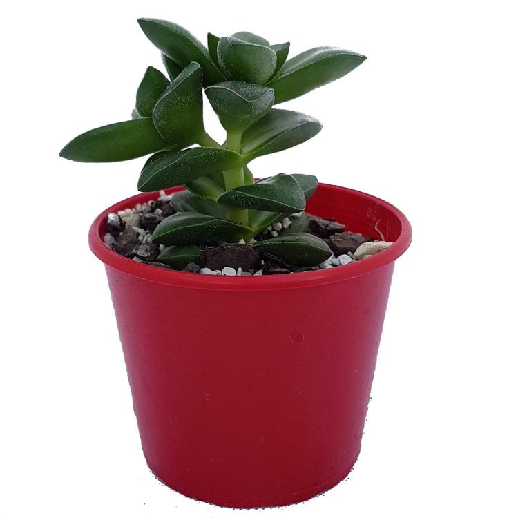 Crassula Springtime – Succulents World