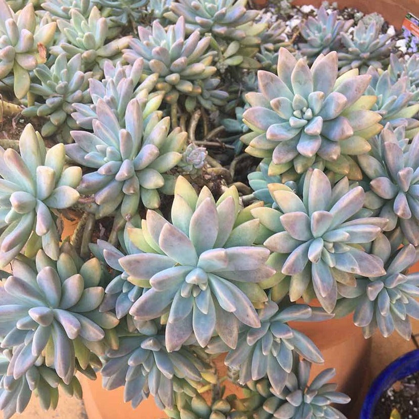 Graptosedum Glauca – Succulents World