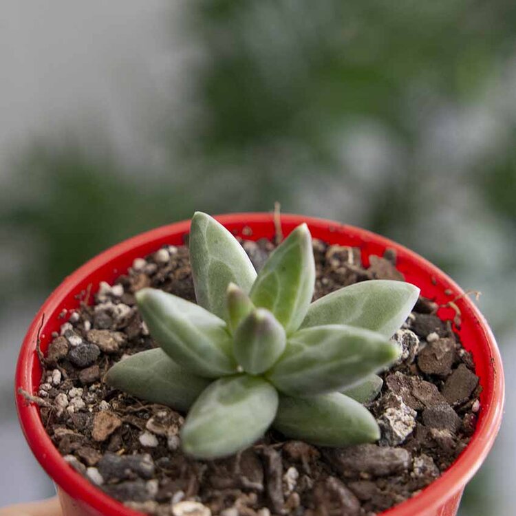 Pachyphytum Compactum – Succulents World
