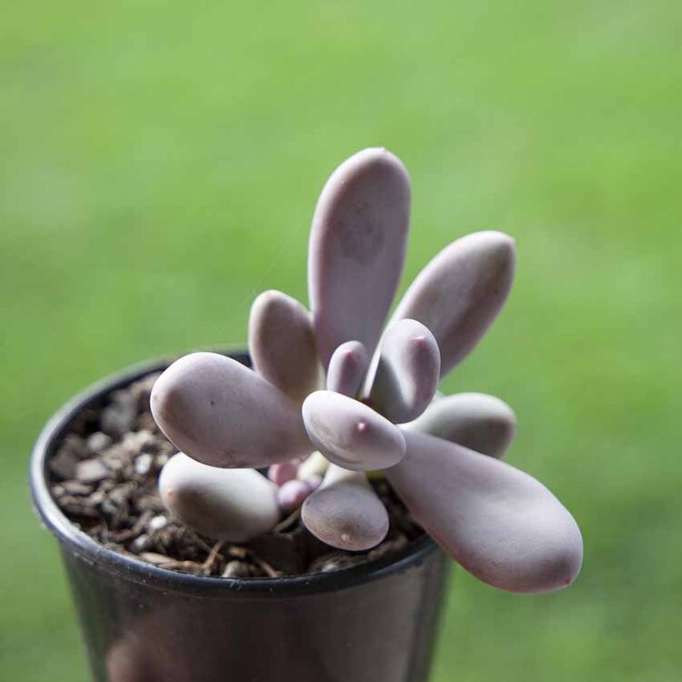 Pachyphytum Glutinicaule – Succulents World