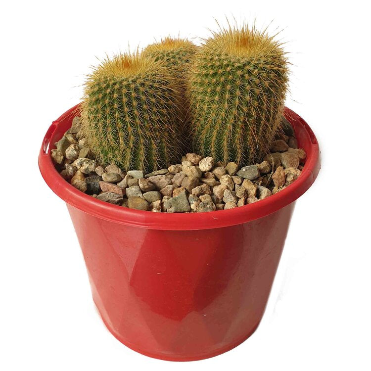 Cacti- Parodia 'Golden Ball Cactus' – Succulents World