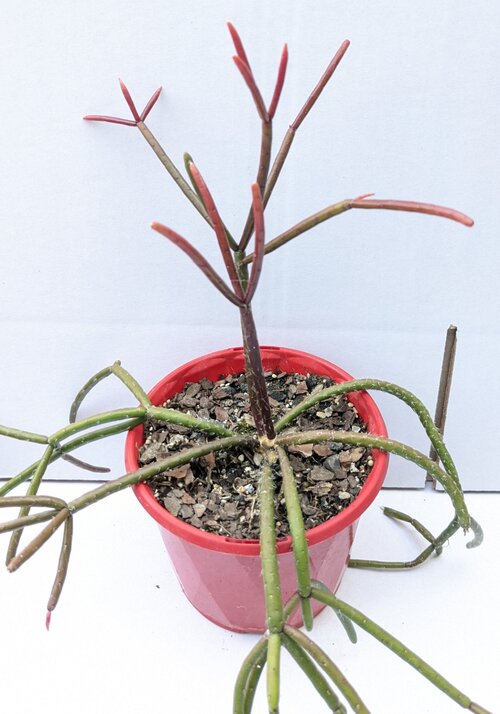 Rhipsalis Red Coral – Succulents World