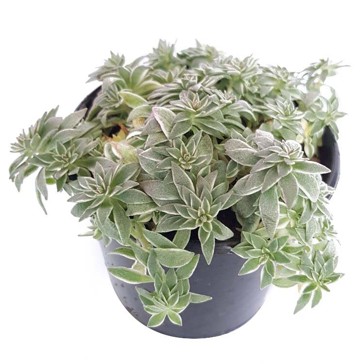 Sedum Variegata Lineare – Succulents World