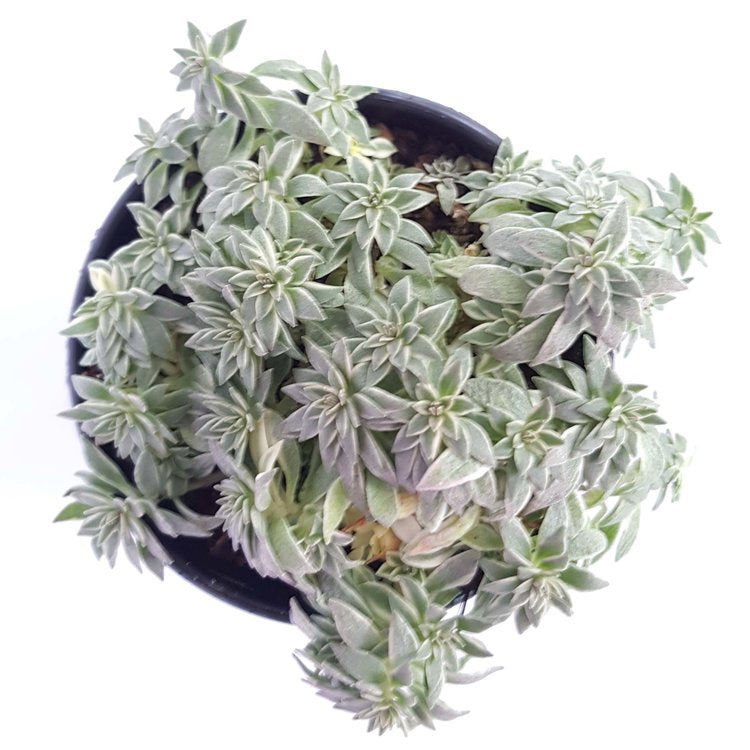 Sedum Variegata Lineare – Succulents World
